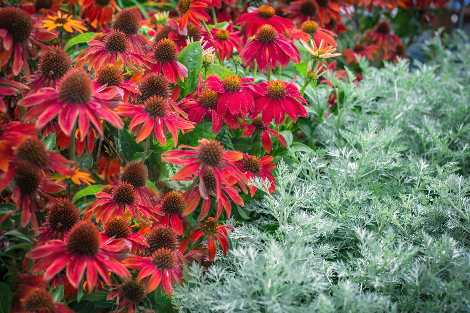 A-Z Garden Plants: Ultimate Guide to Lush Landscapes - Garden