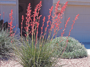A Z Garden Plants: Your Complete Guide to Greenery - Garden