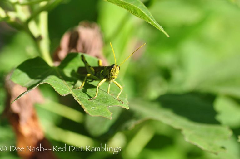 Do Grasshoppers Eat Garden Plants? Discover Prevention Tips - Garden