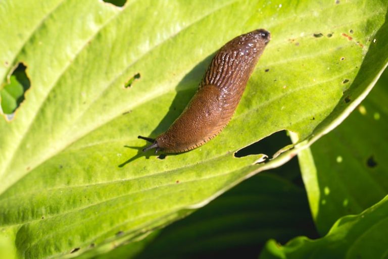 Do Slugs Eat Garden Plants? Discover Essential Tips - Garden