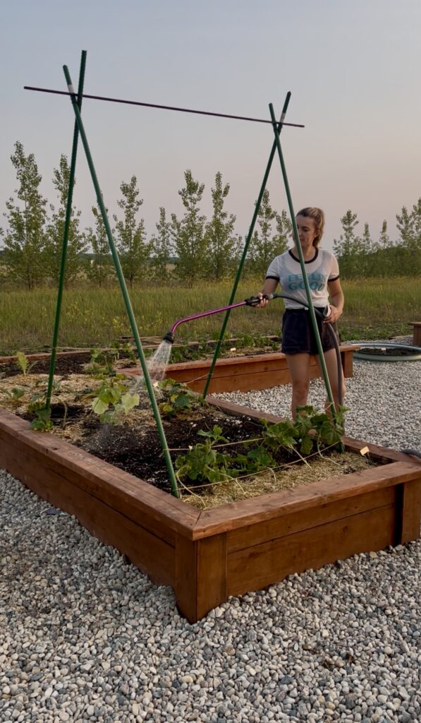 How to Fertilize Vegetable Garden After Planting: Expert Tips - Garden