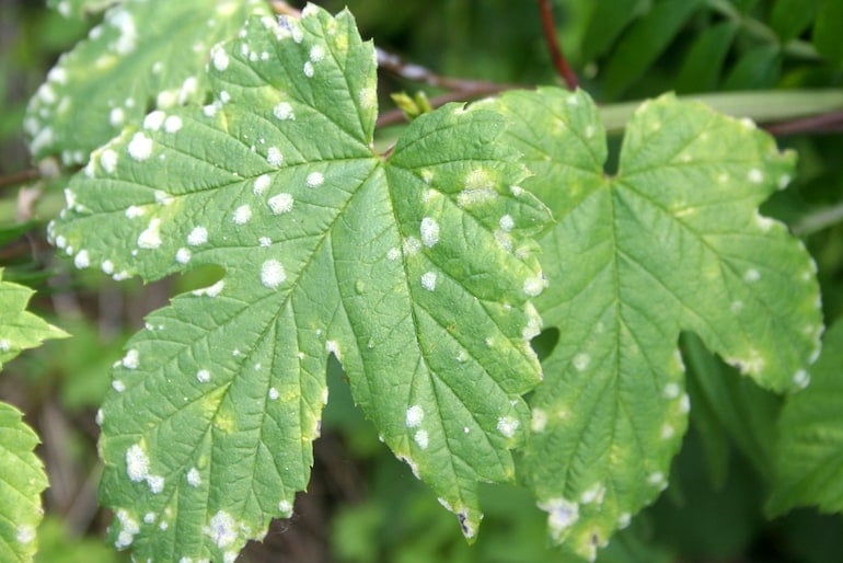How to Get Rid of Mold on Garden Plants: Expert Tips - Garden