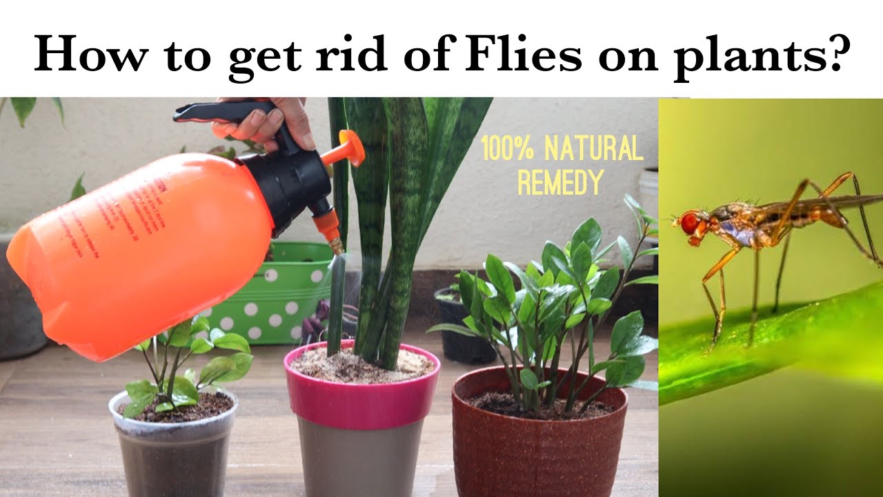 How to Get Rid of Pests in Indoor Garden: Expert Tips - Garden
