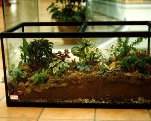 How to Make an Indoor Garden in a Tank: Ultimate Guide - Garden