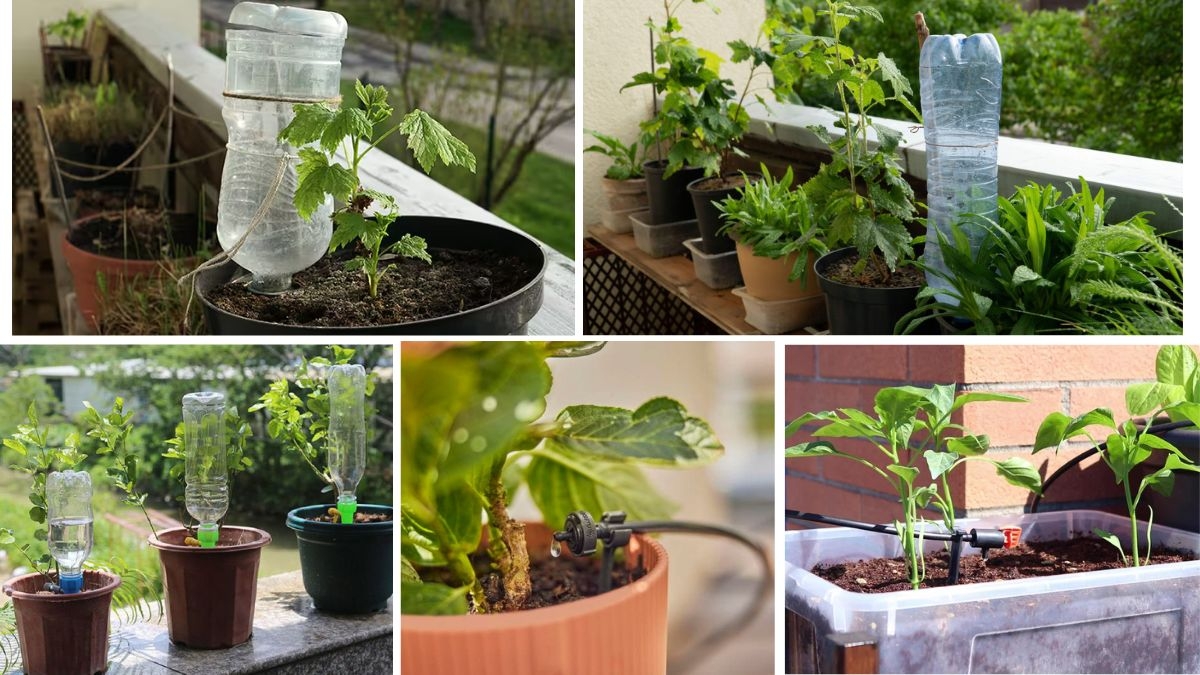 How to Set Up a Drip System Indoor Garden: Effortless Guide - Garden