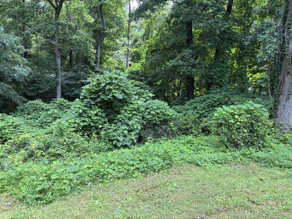 What Garden Power Tool is Used to Clear Dead Kudzu: Top Picks - Garden