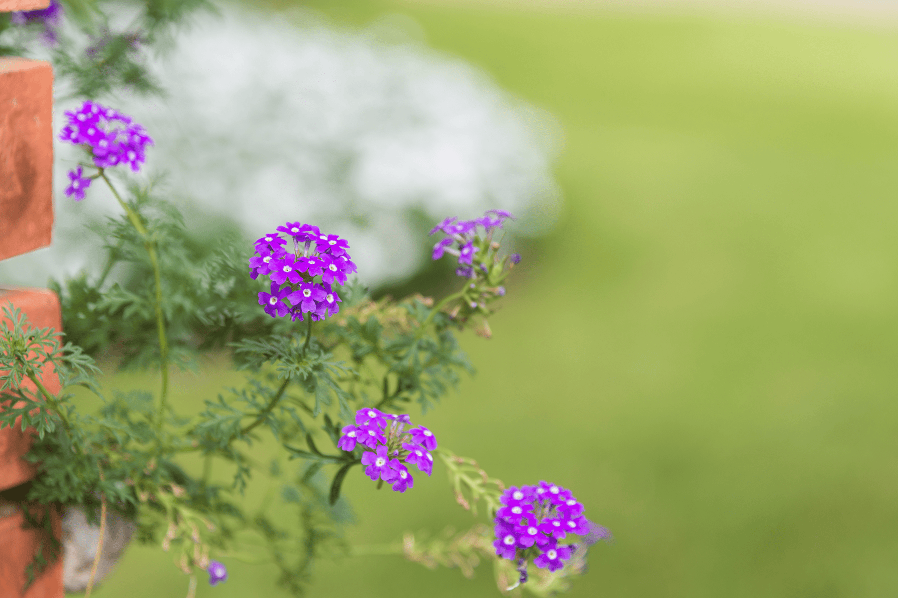 What is Canon My Image Garden Design Files: A Complete Guide - Garden