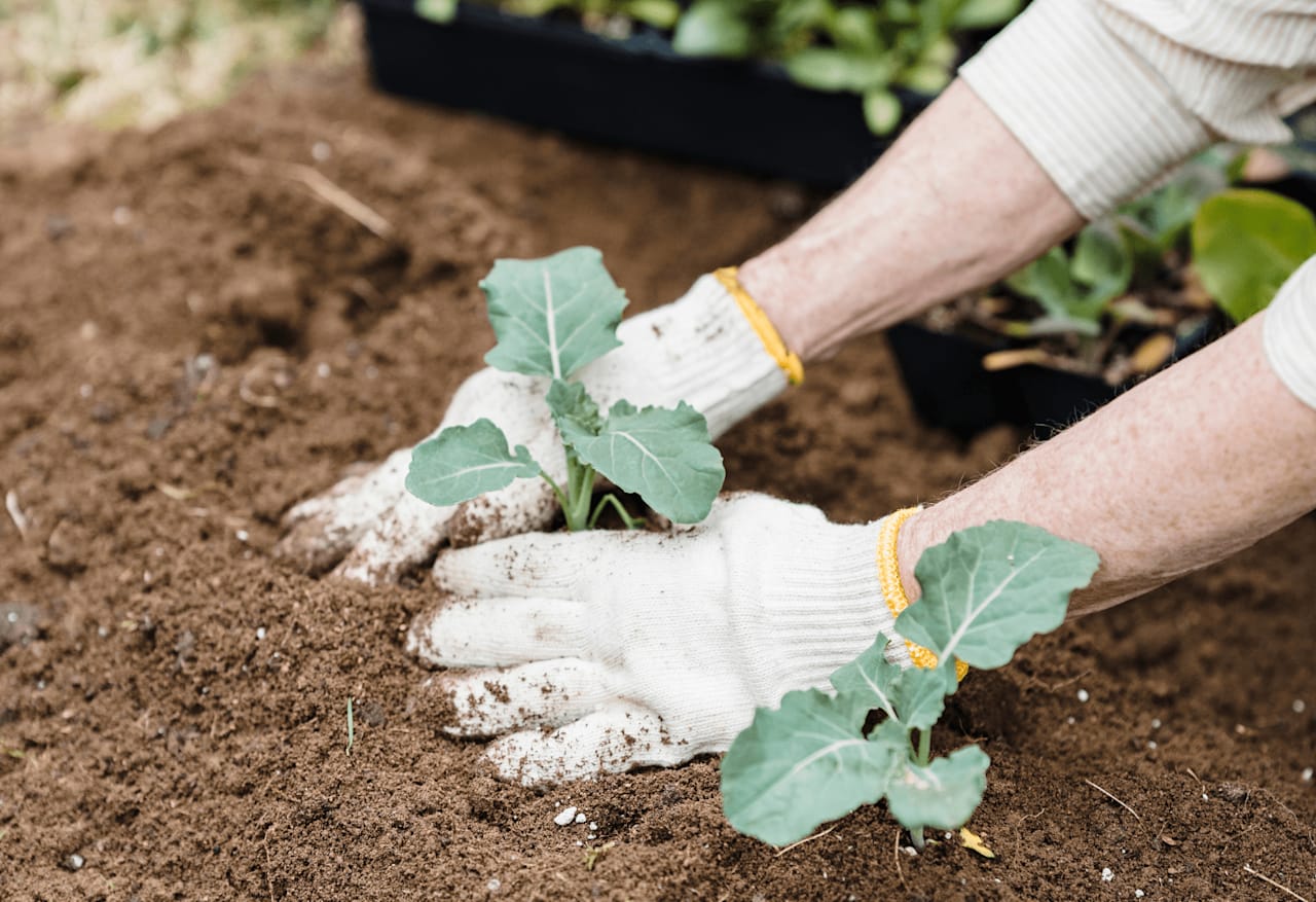 When the Best Time to Plant a Garden: Expert Tips - Garden