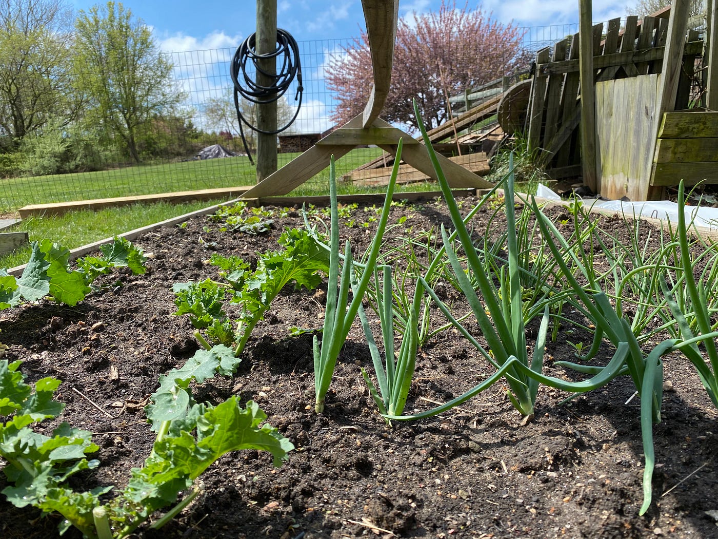 When to Plant My Vegetable Garden: Optimal Timing Tips - Garden
